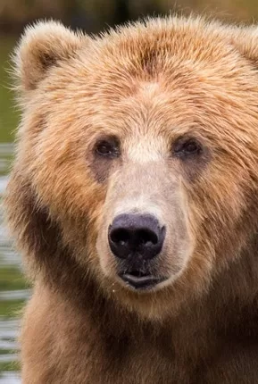 Brown Bear – Park Of İstanbul