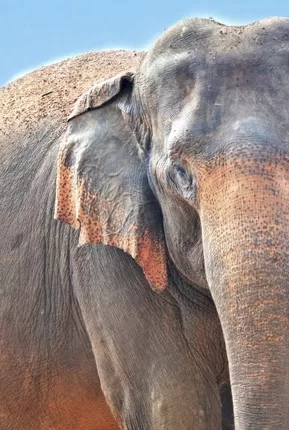 Elephant – Park Of İstanbul